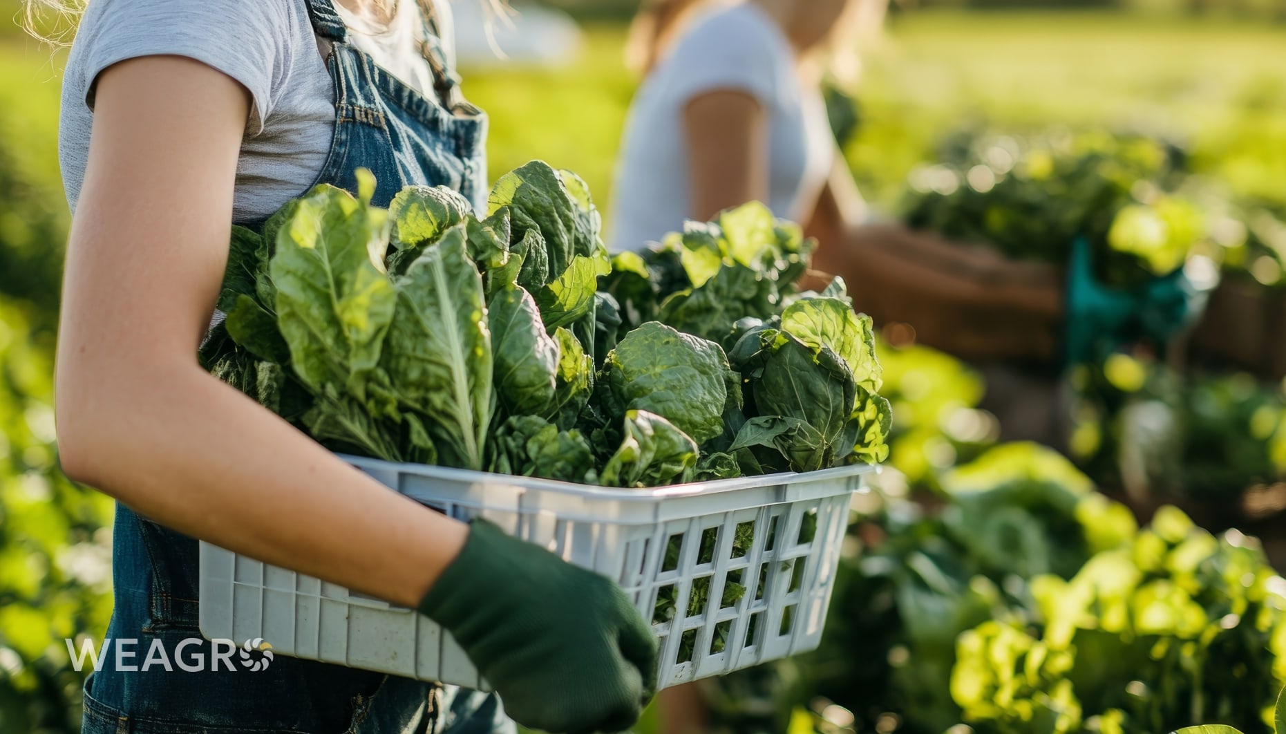 Organic Farming in Ukraine: Prospects, Challenges, and Development ...